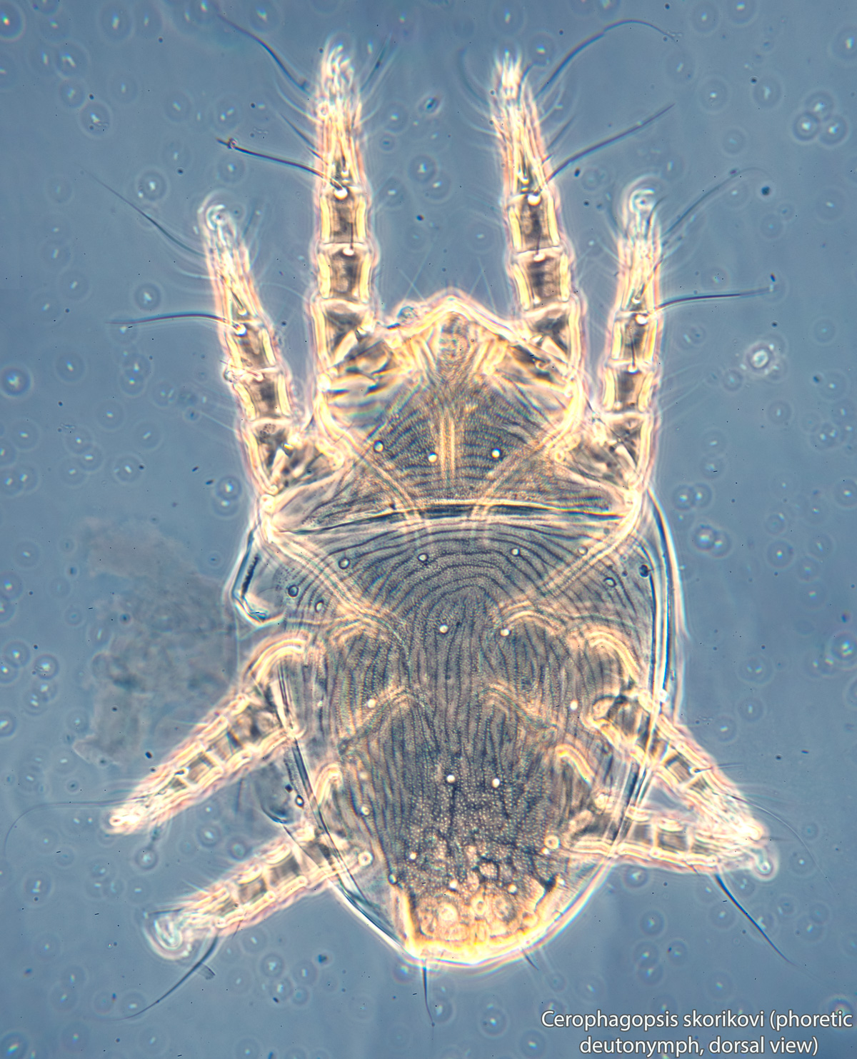 Cerophagopsis | Bee Mite ID