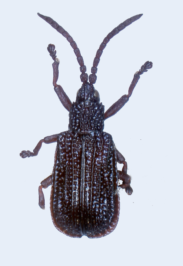 Chaeridiona Baly 1869b: 380 | Hispines of the world