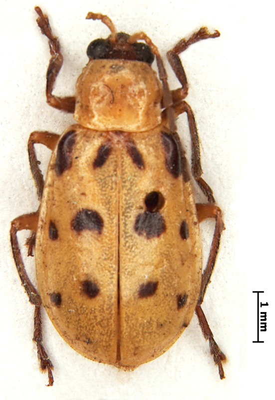 Diabrotica undecimpunctata tenella | Diabrotica ID