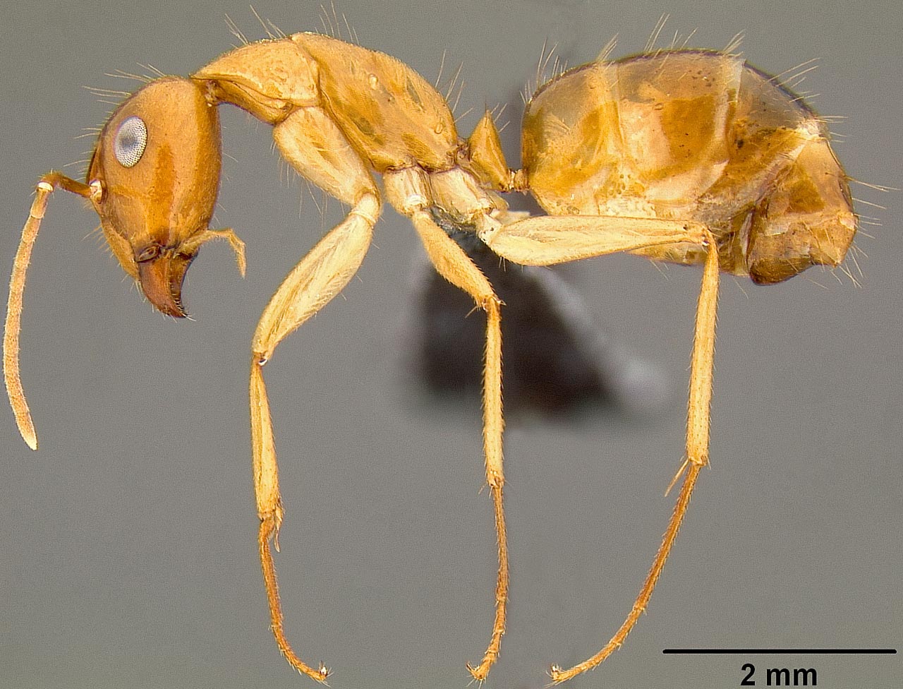 Anoplolepis gracilipes - PIAkey factsheet