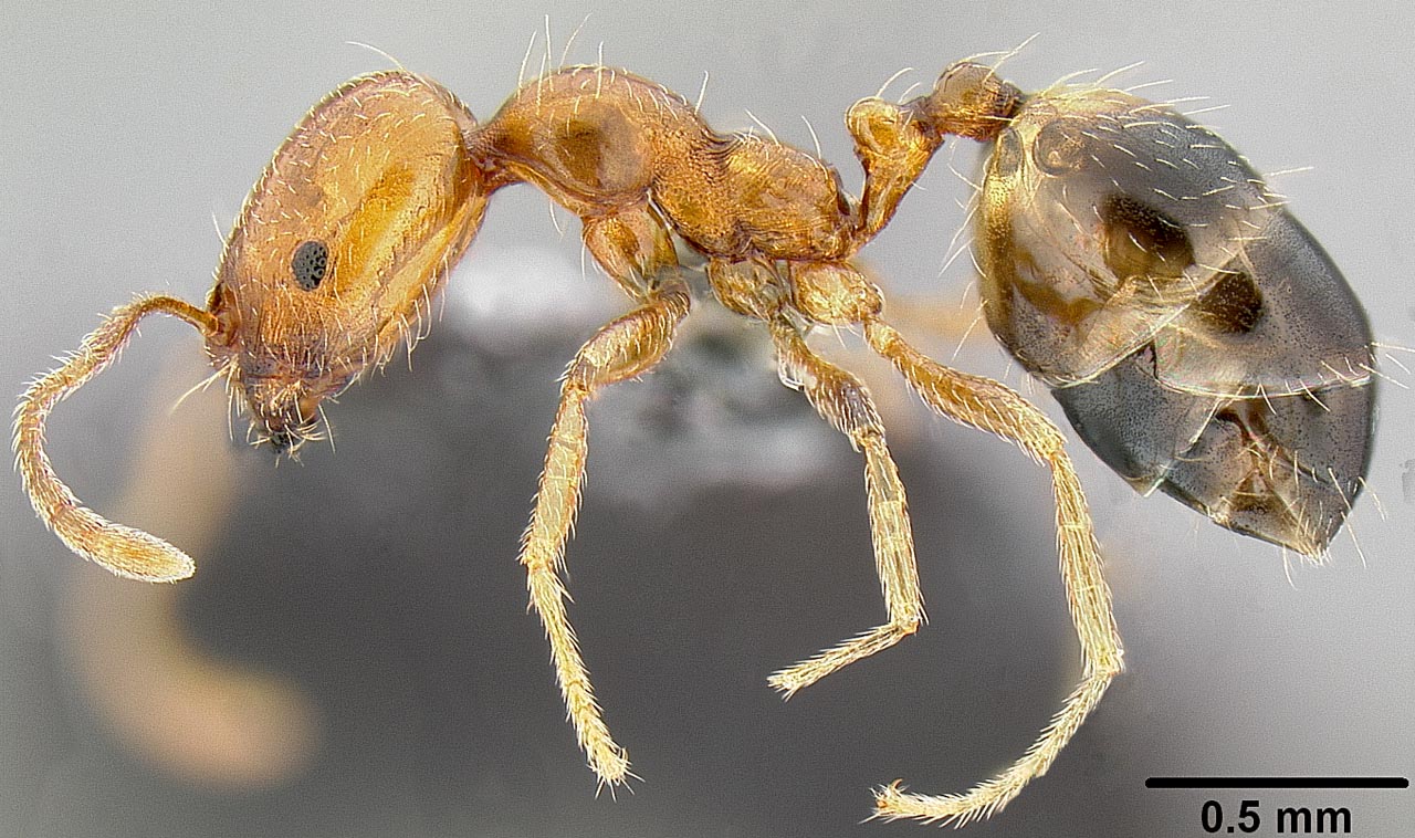 Monomorium pharaonis - PIAkey factsheet