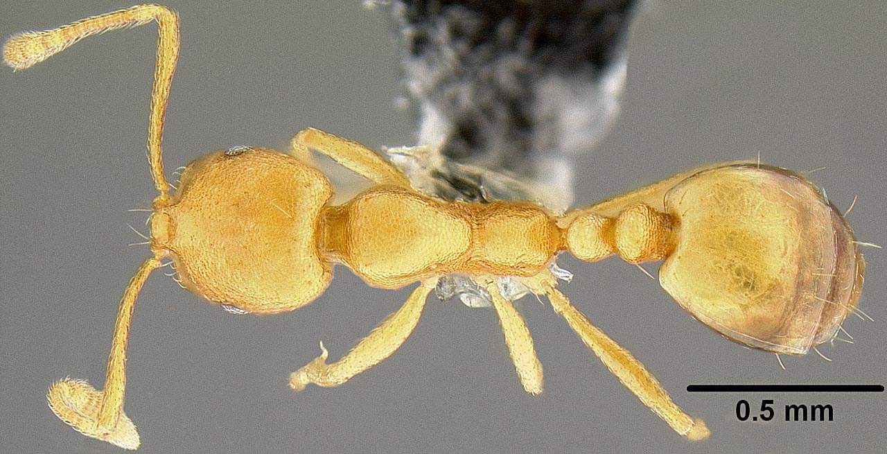 Monomorium pharaonis - PIAkey factsheet