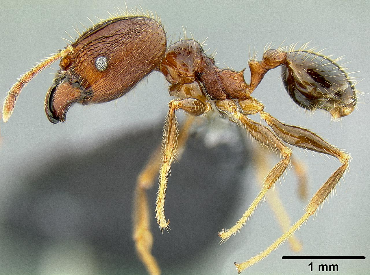 Pheidole megacephala - PIAkey factsheet