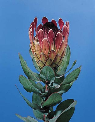 Protea