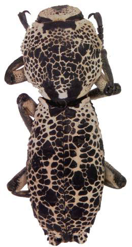 Zopheridae: Zopherus jansoni