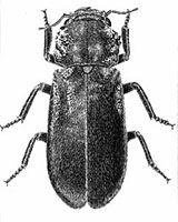 Wood Boring Beetle Families - Bostrichidae