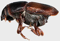 Wood Boring Beetle Families - Curculionidae