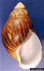 Key for the Identification of Molluscs of Agricultural Importance to ...