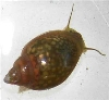 Key for the Identification of Molluscs of Agricultural Importance to ...