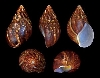 Key for the Identification of Molluscs of Agricultural Importance to ...