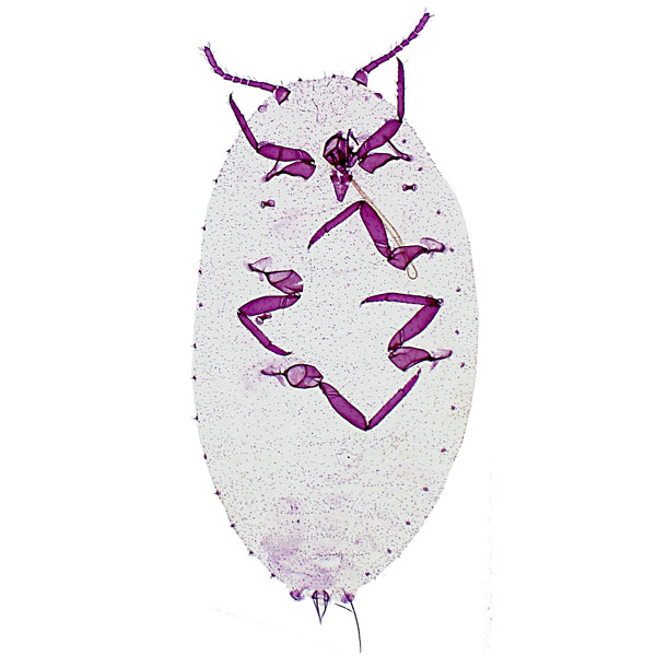 Planococcus citri (Risso) | Scale Insects