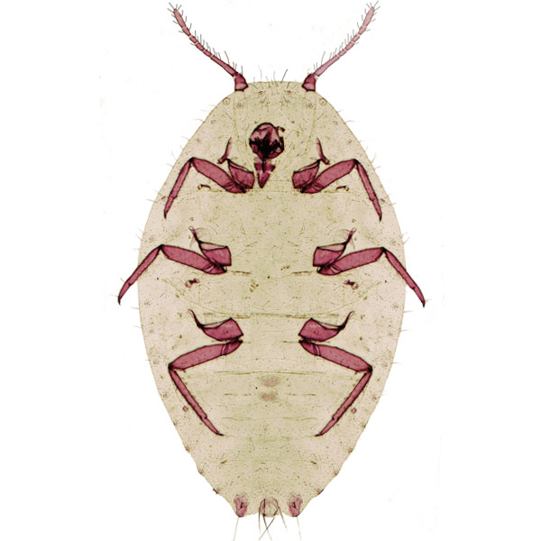 Pseudococcus aurantiacus Williams | Scale Insects