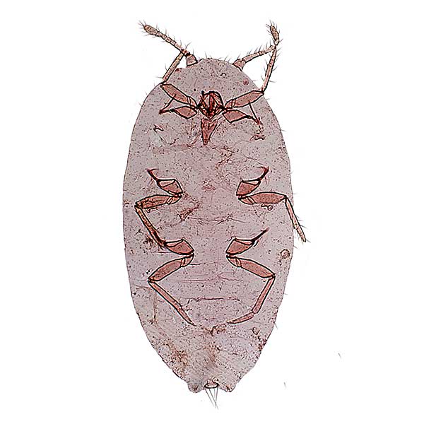 Paracoccus solani Ezzat amp; McConnell | Scale Insects