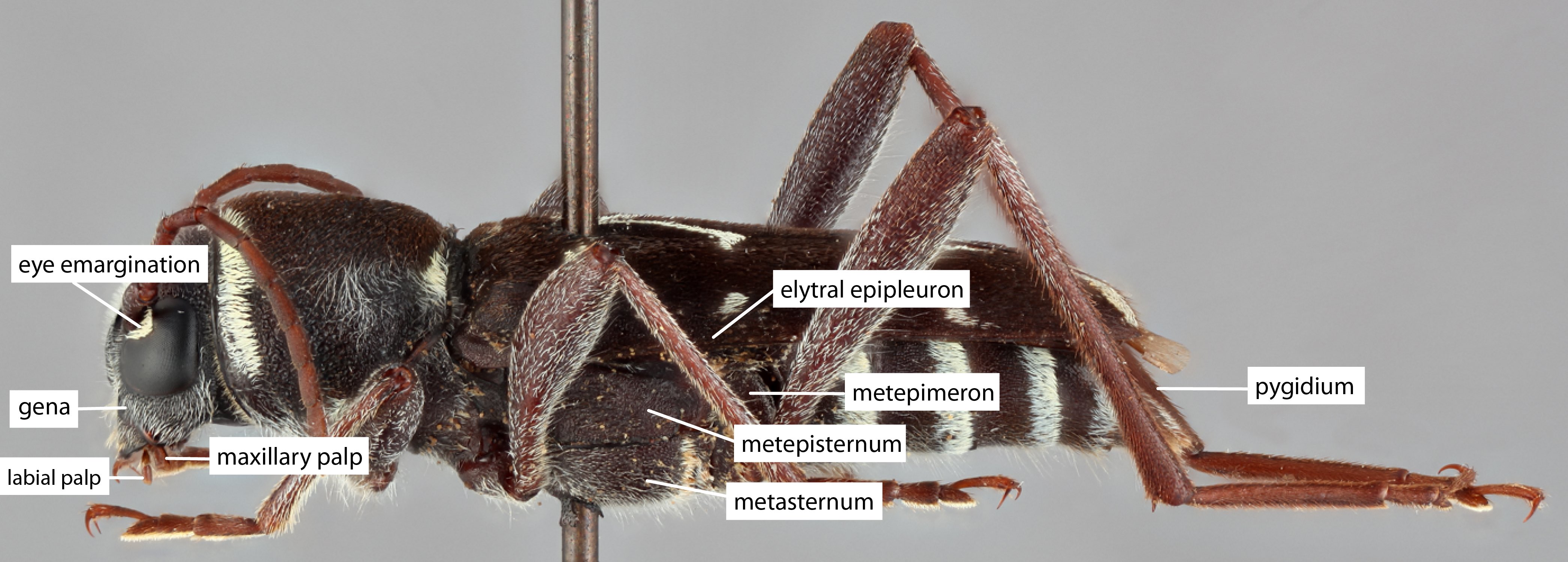 Glossary | CerambycID
