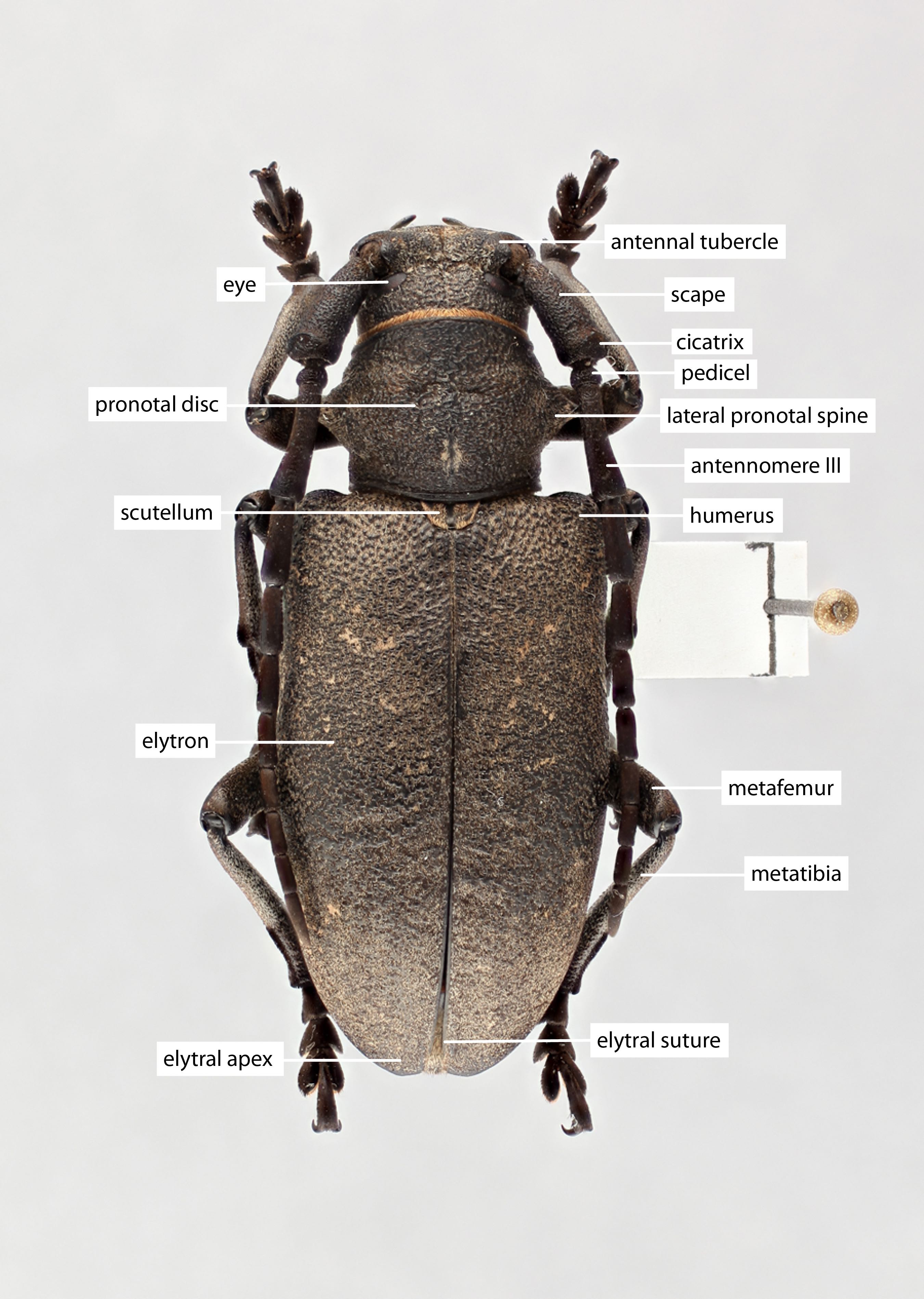 Glossary | CerambycID