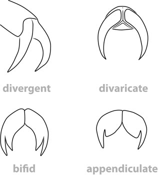 Glossary | CerambycID