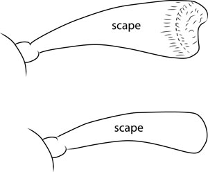 Glossary | CerambycID