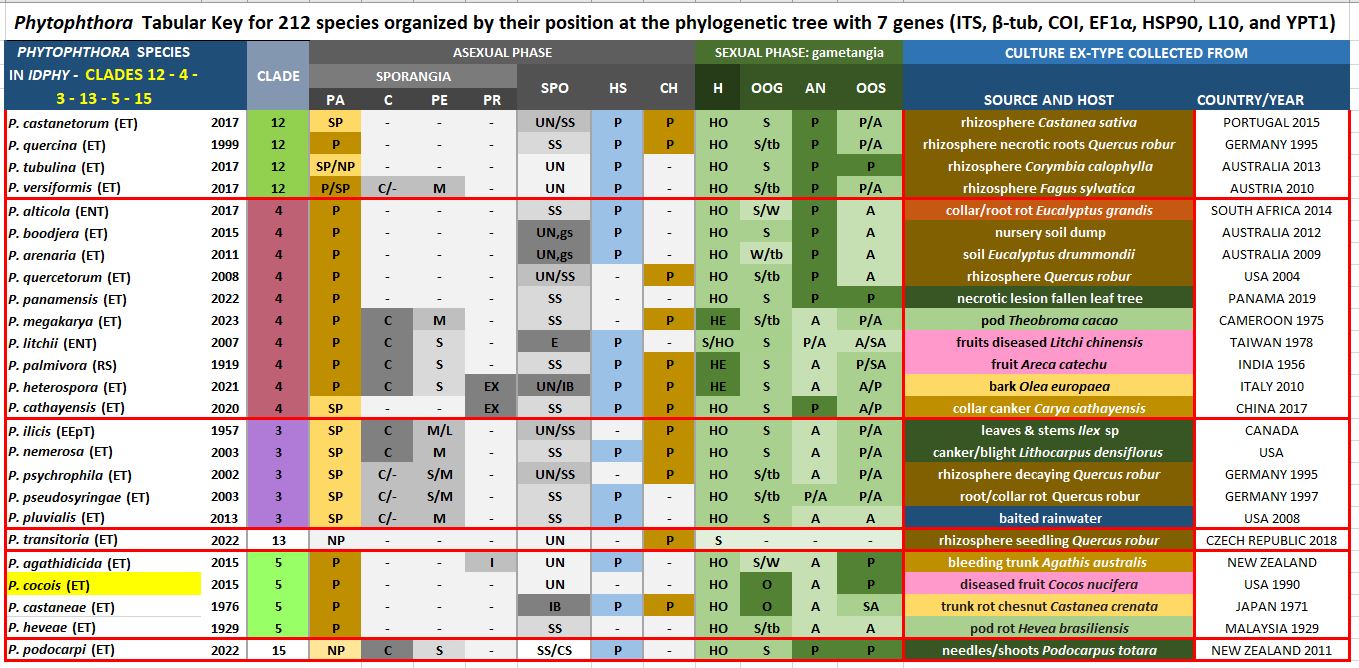 Phytophthora cocois | IDphy