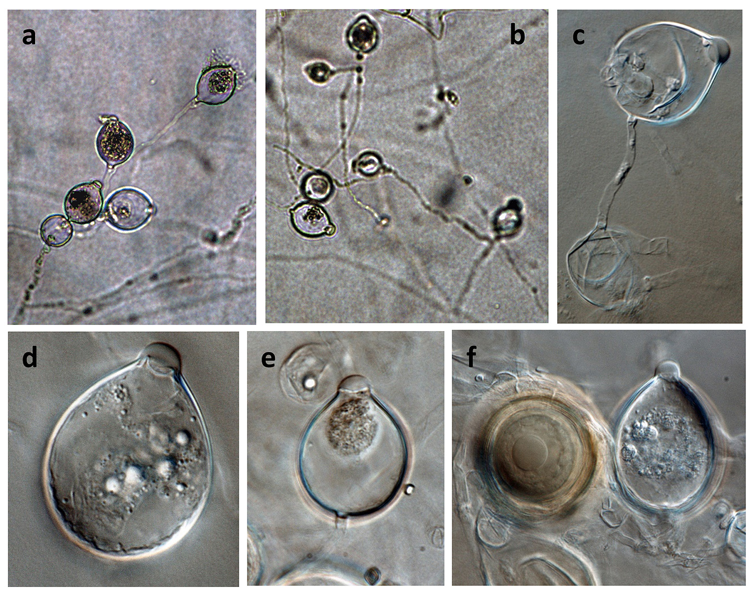 Phytophthora idaei | IDphy