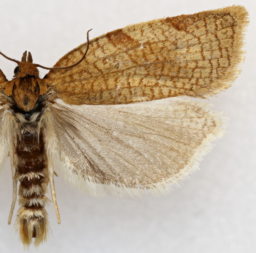 Aphelia alleniana | Tortricid ID