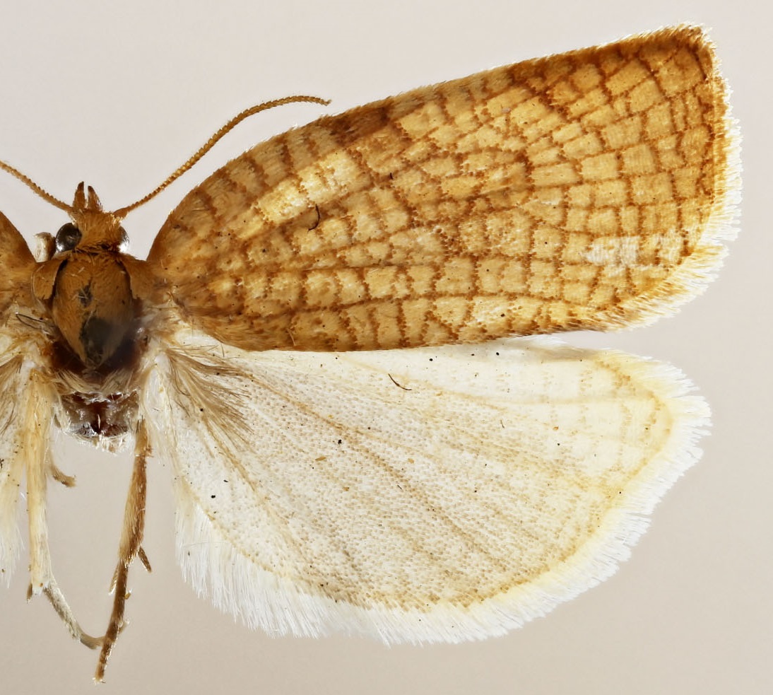Aphelia alleniana | Tortricid ID