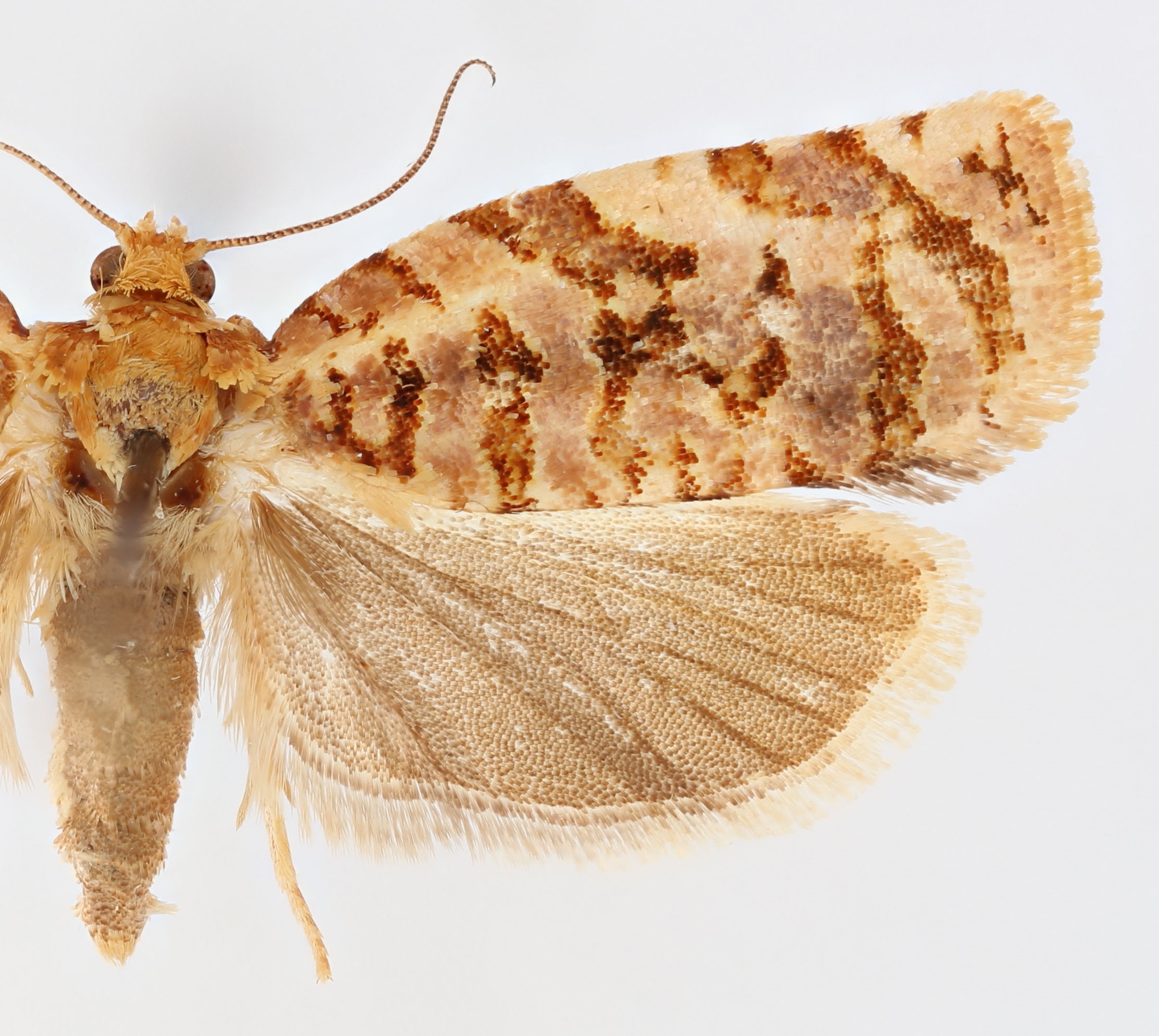 Archips georgiana | Tortricid ID