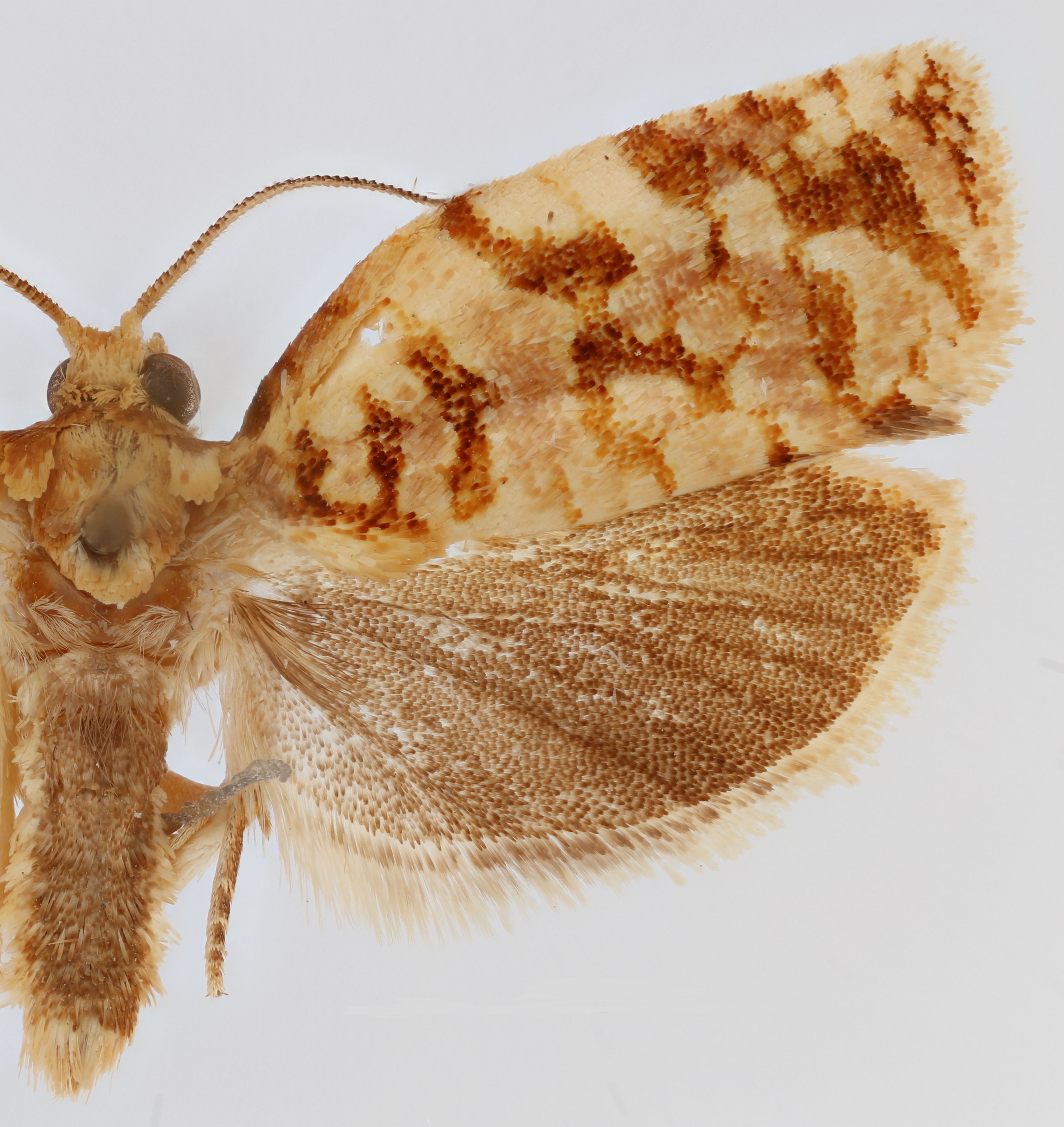 Archips georgiana | Tortricid ID