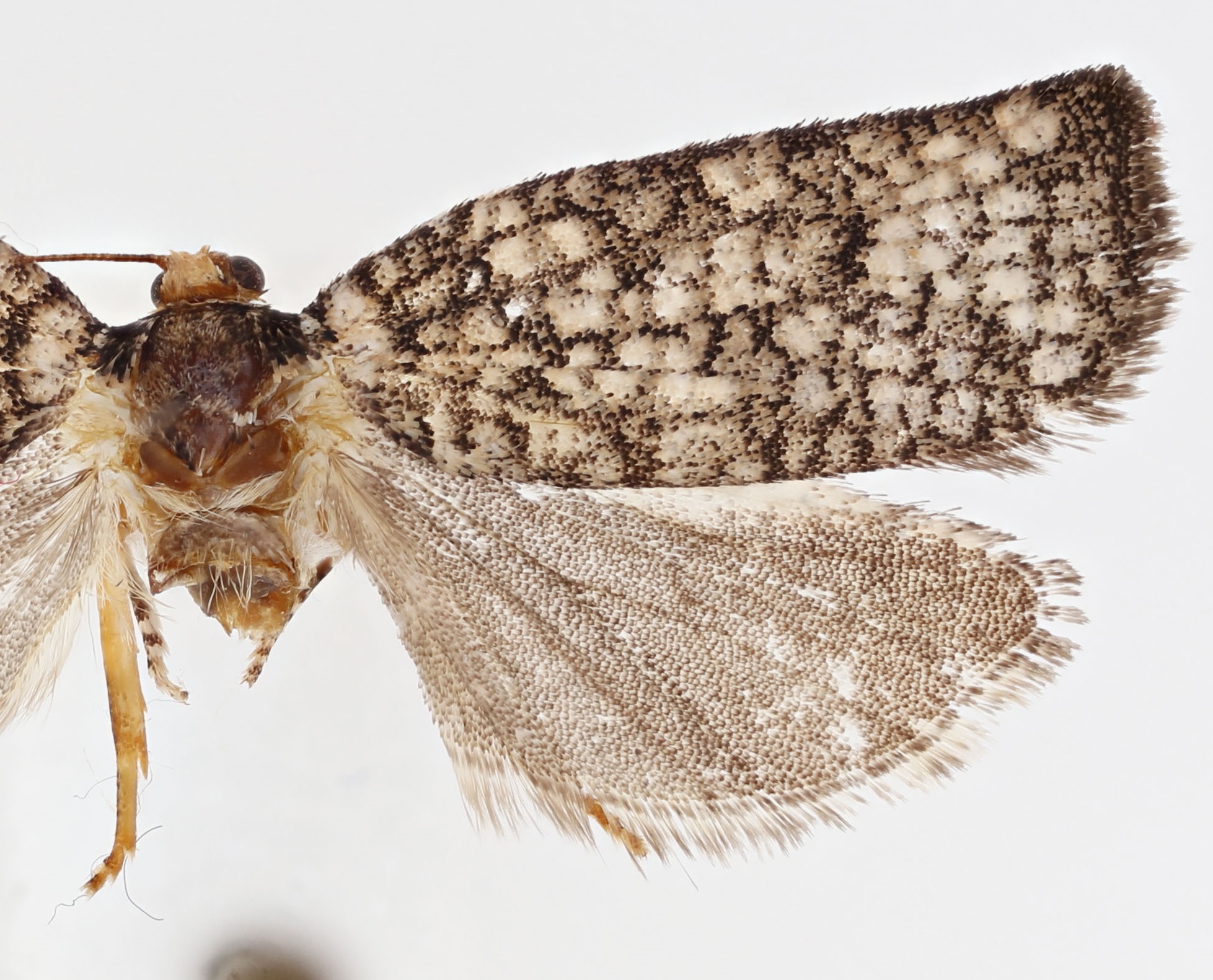 Archips packardiana | Tortricid ID