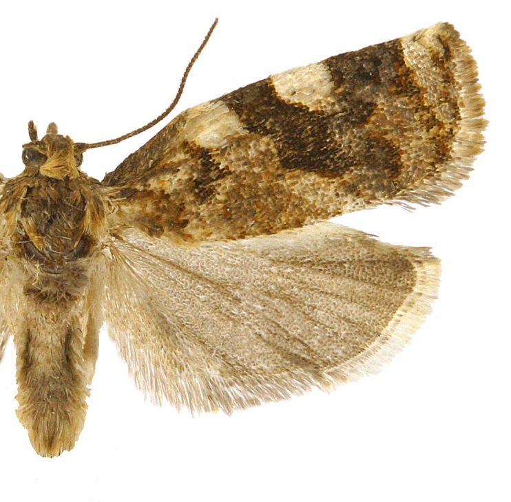 Archips argyrospila | Tortricid ID