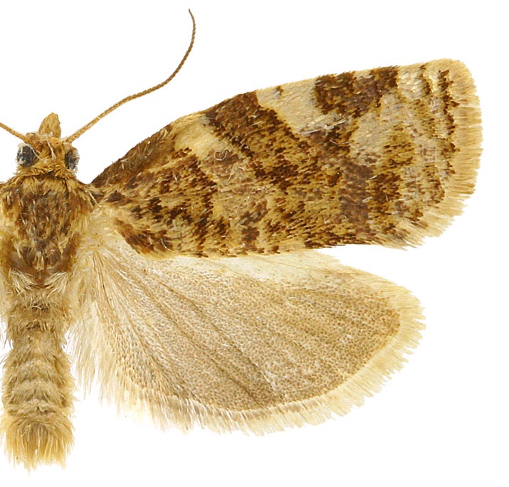 Archips argyrospila | Tortricid ID