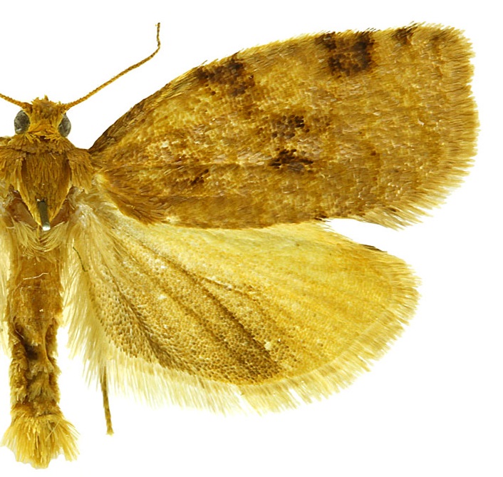 Archips cerasivorana | Tortricid ID