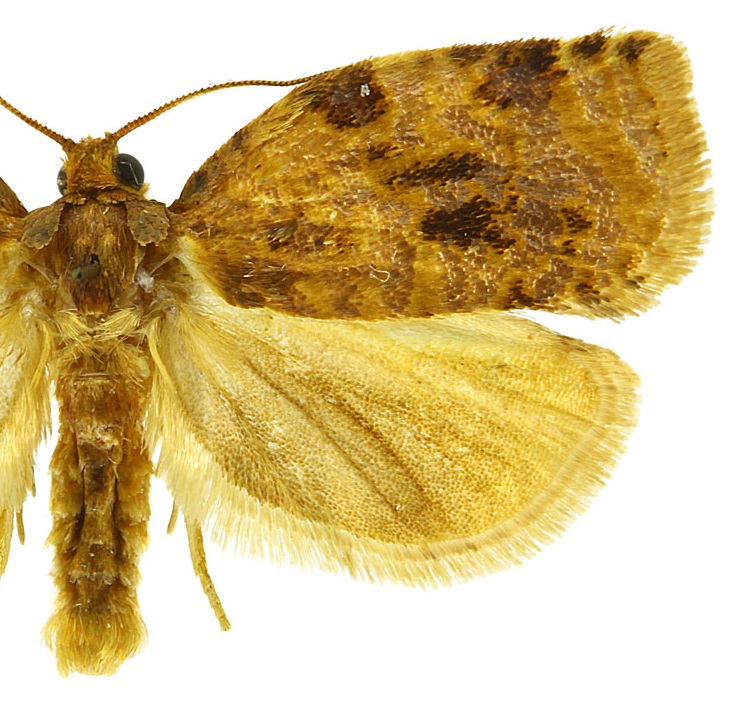 Archips cerasivorana | TortID
