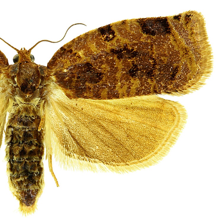 Archips cerasivorana | TortID