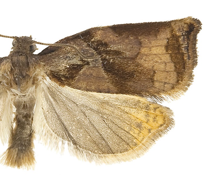 Archips podana | Tortricid ID