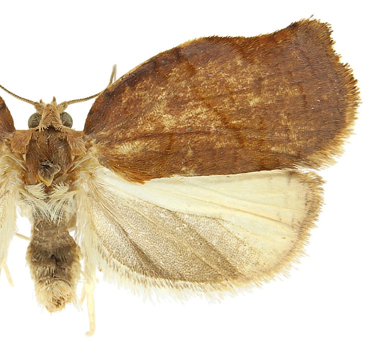 Archips purpurana | Tortricid ID