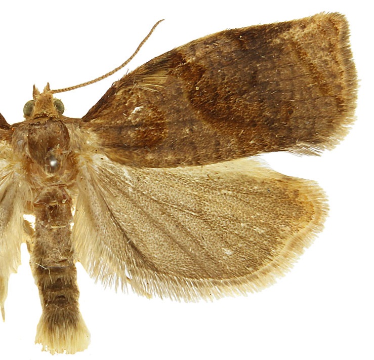 Archips rosana | Tortricid ID
