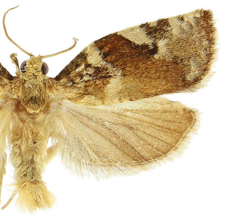 Archips spp. | TortID