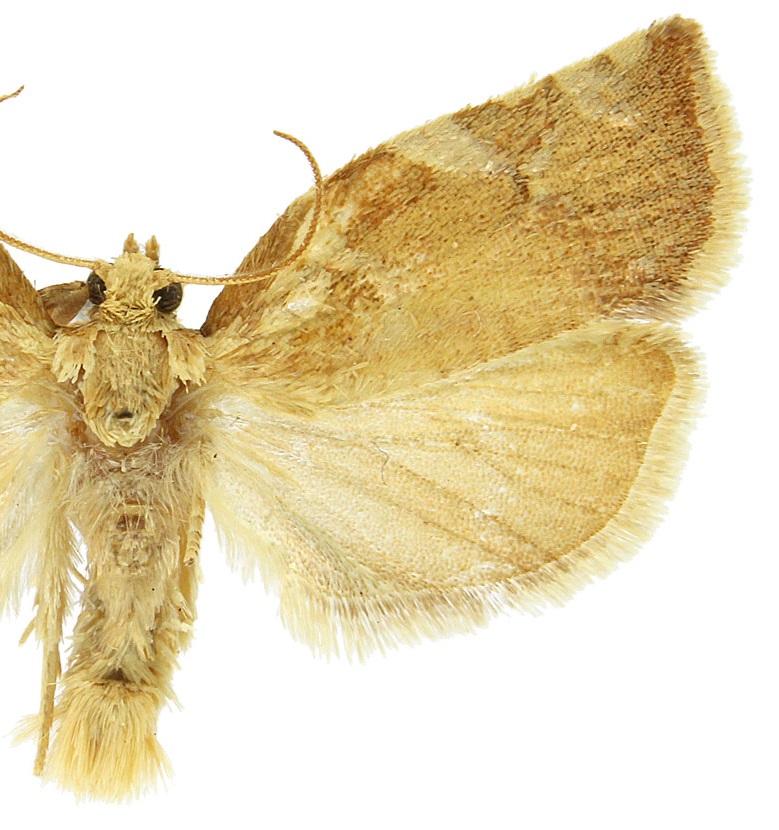 Archips semiferanus | TortID