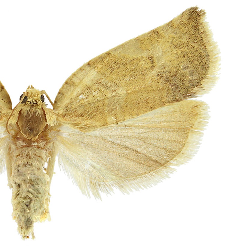Archips semiferanus | TortID