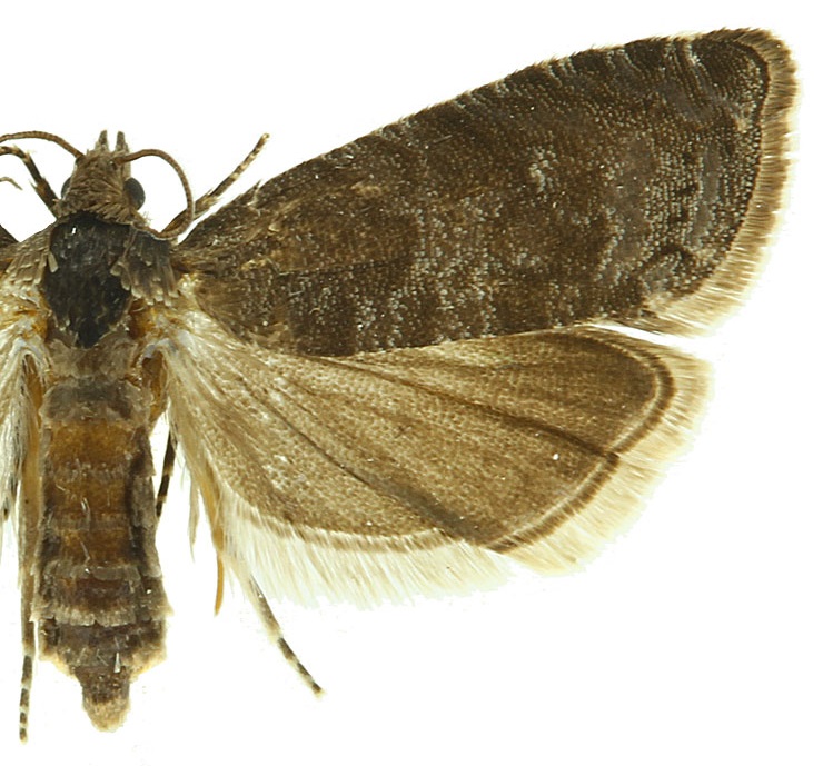 Grapholitini | Tortricid ID