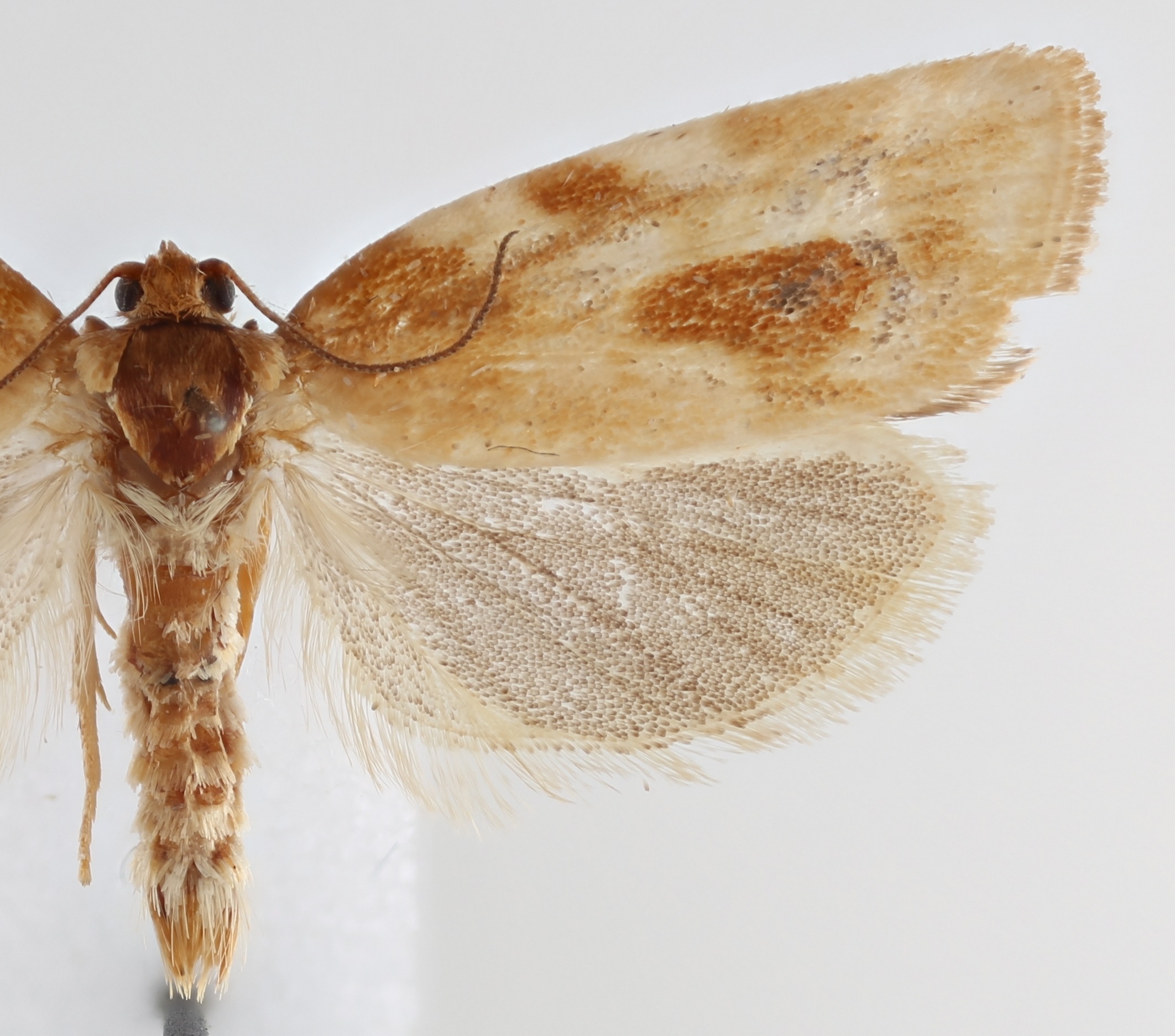 Choristoneura spp. | Tortricid ID