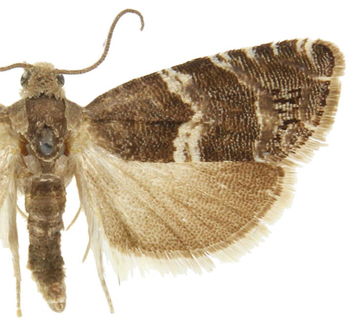 Grapholitini | Tortricid ID