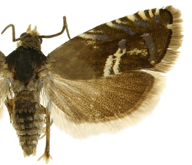 Grapholita spp. | Tortricid ID