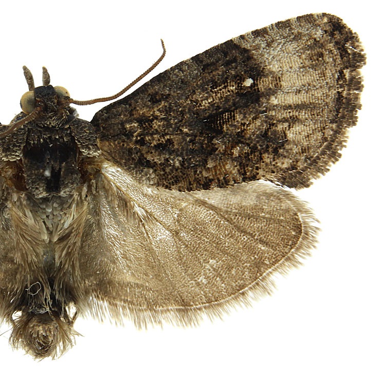 Grapholitini | Tortricid ID