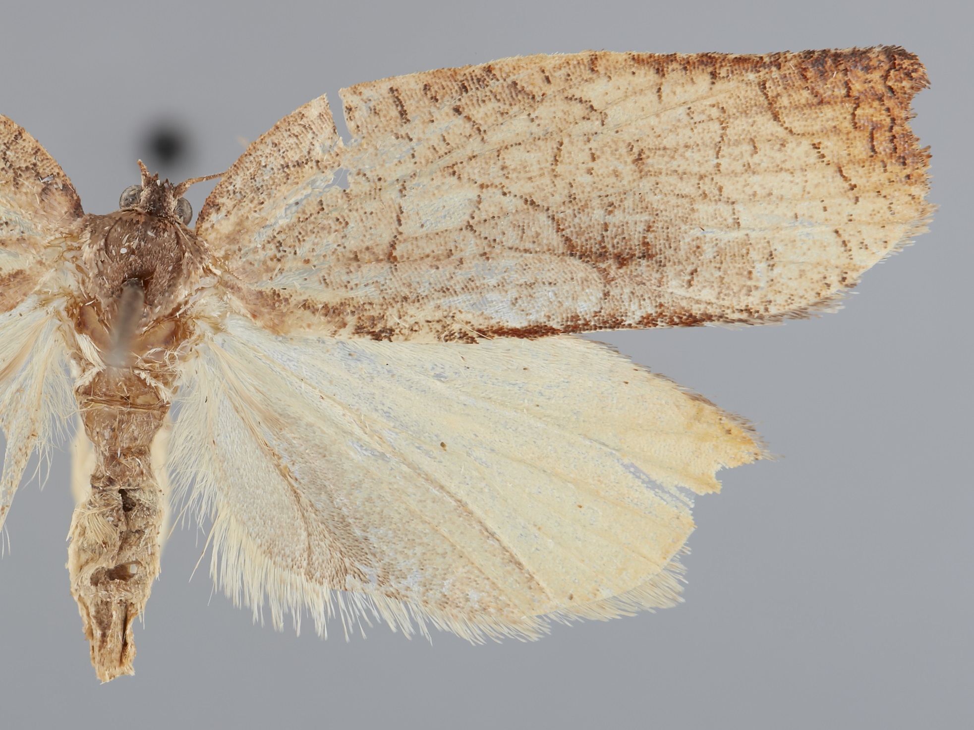 Homona spp. | Tortricid ID