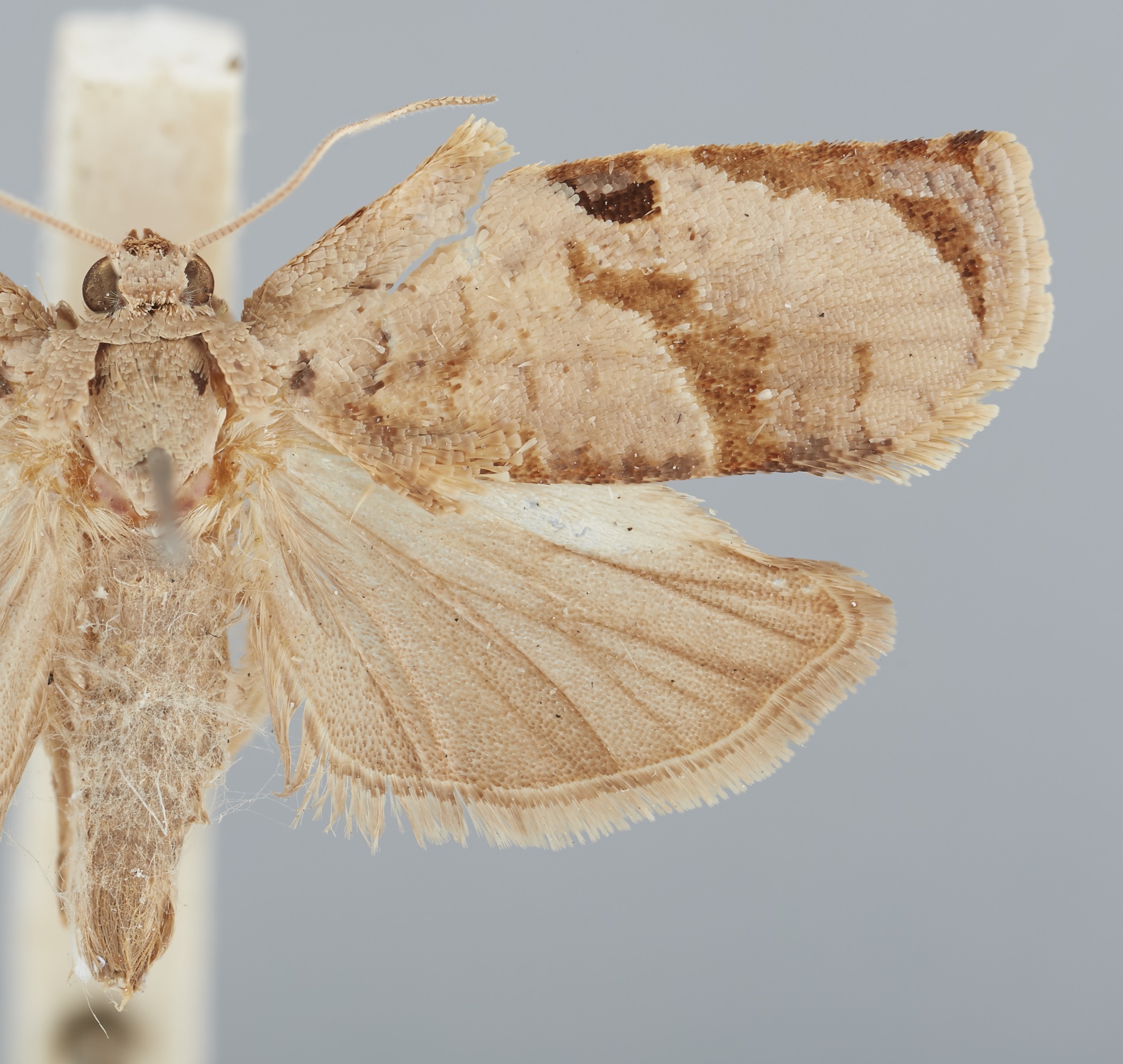 Homona spp. | Tortricid ID