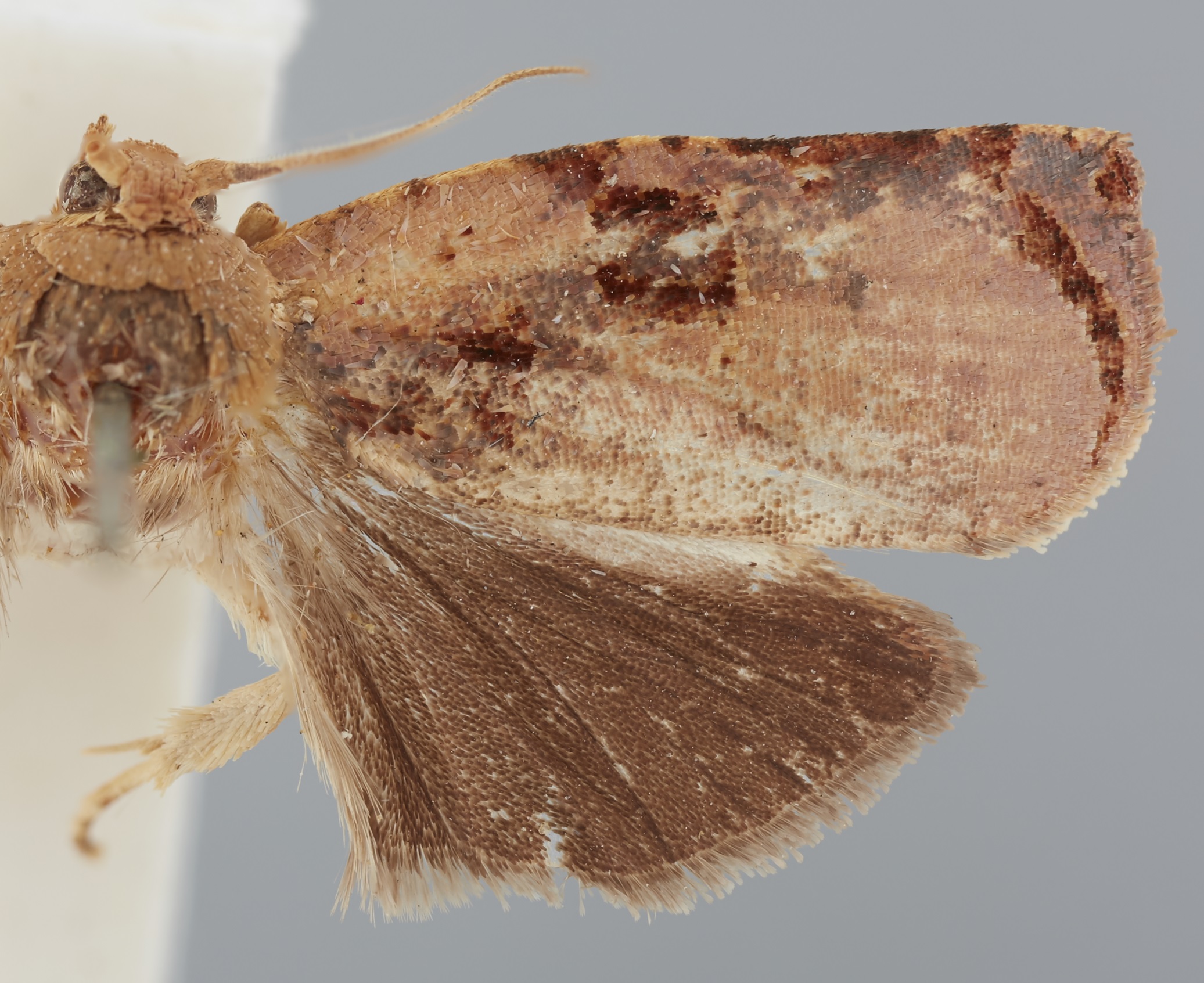 Homona spp. | TortID