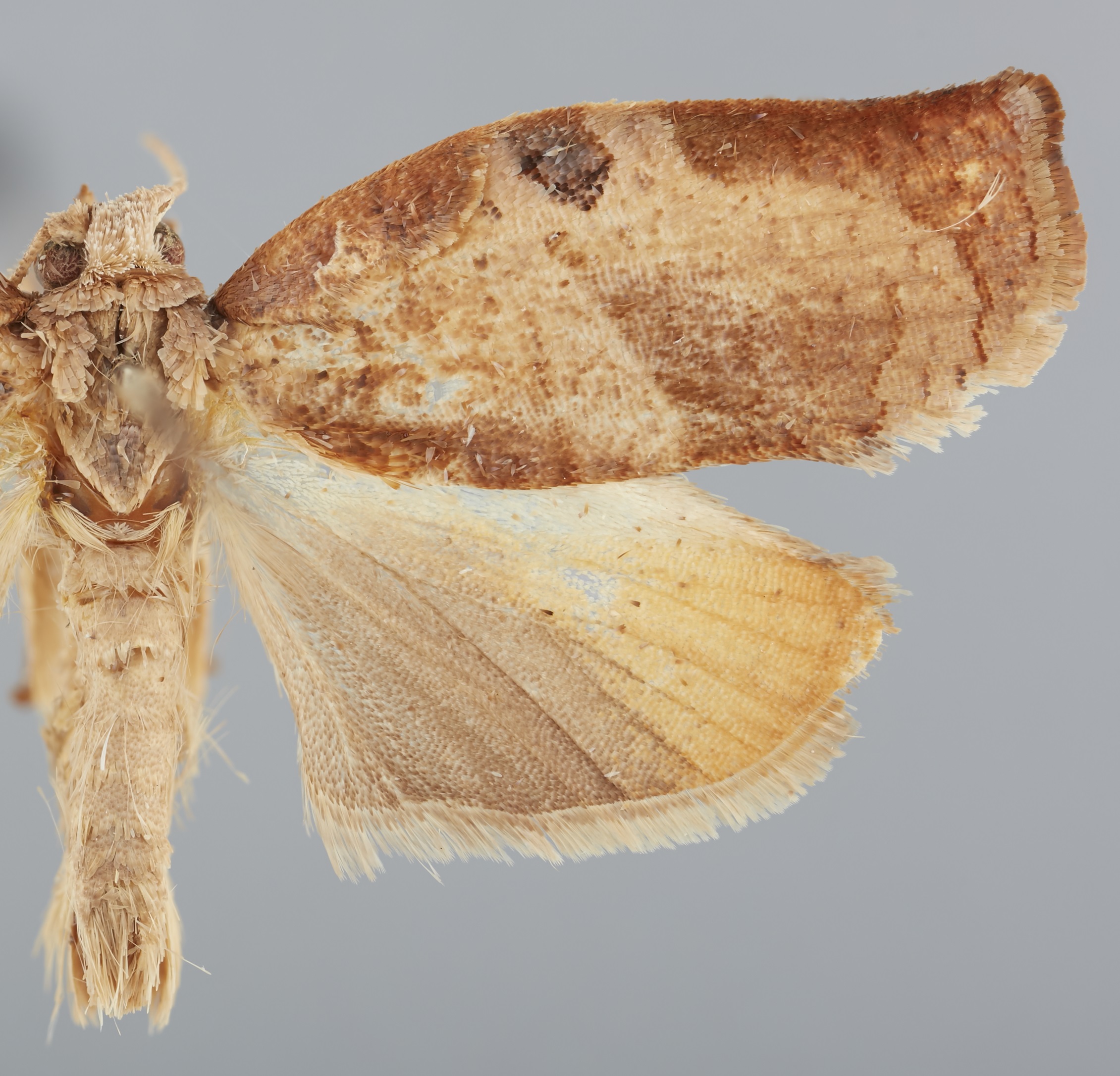 Homona spp. | Tortricid ID