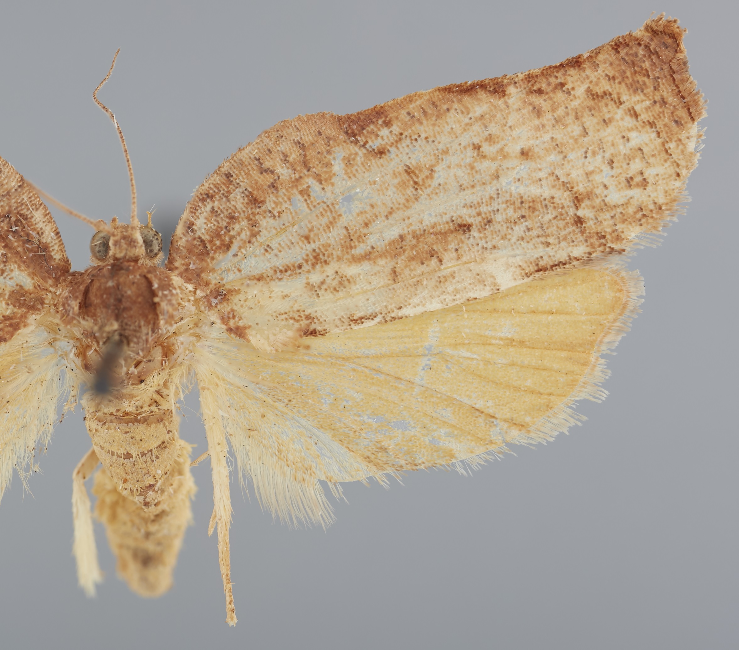 Homona spp. | Tortricid ID