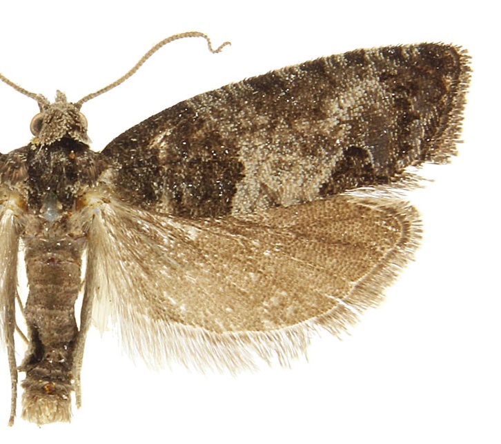 Eucosmini | Tortricid ID